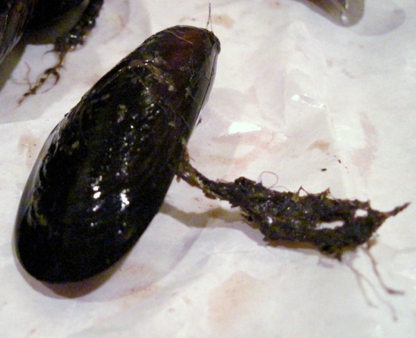 Mussels with Sake-Ginger Butter | In the kitchen with Kath