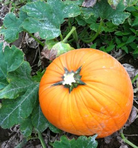 Pumpkin Bread | In the kitchen with Kath